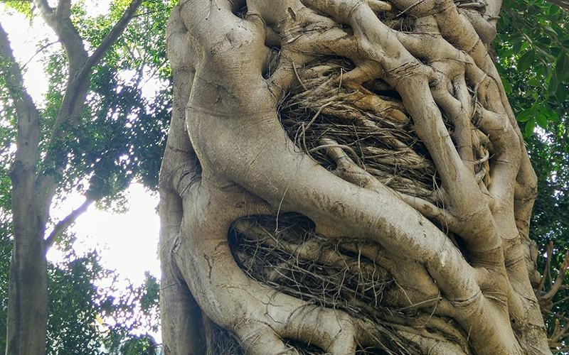 Strangler Pattern | DevLead.io